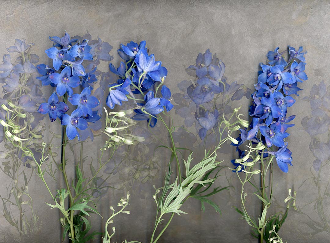 Floral Collection – Jennifer O'Meara Studio